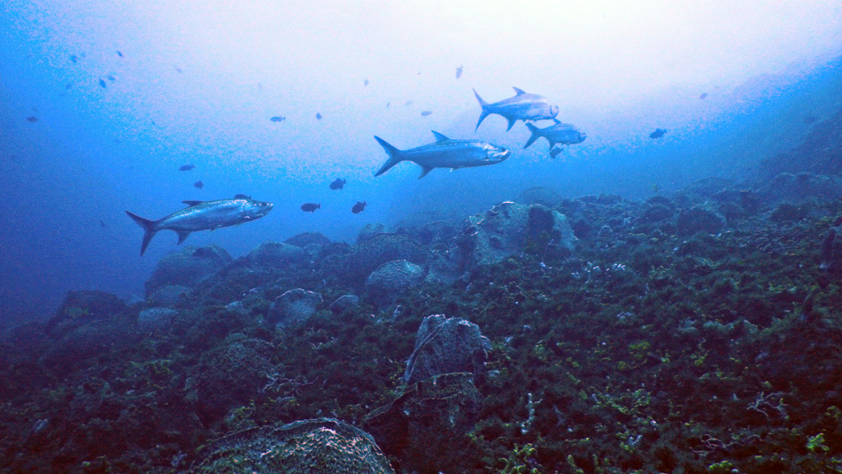 MSc Marine and Coastal Ecology - University of Cumbria